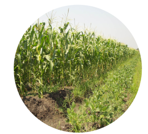 Voga Organic Silicon Fertilizer – Kasetnumchok