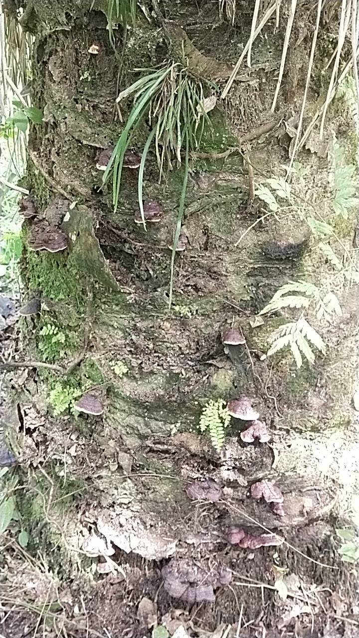 Ganoderma: Oilpalm tree basal stem rot – Kasetnumchok