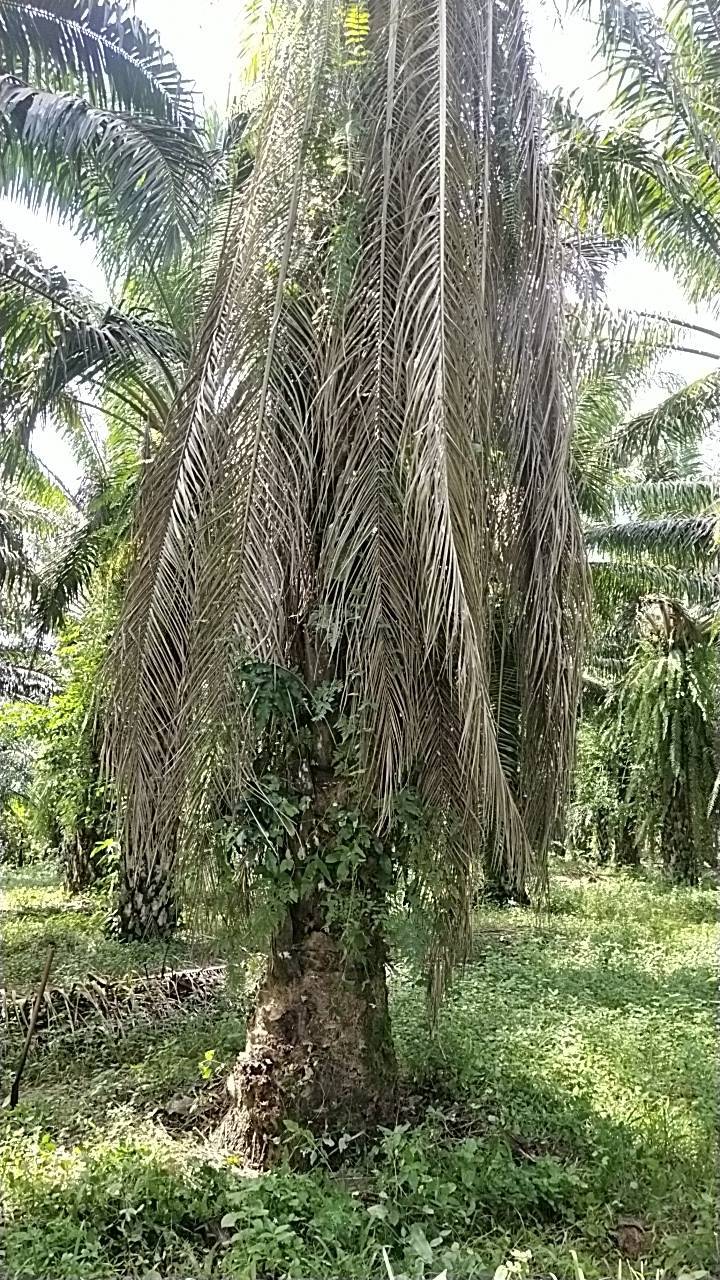 Ganoderma: Oilpalm tree basal stem rot – Kasetnumchok