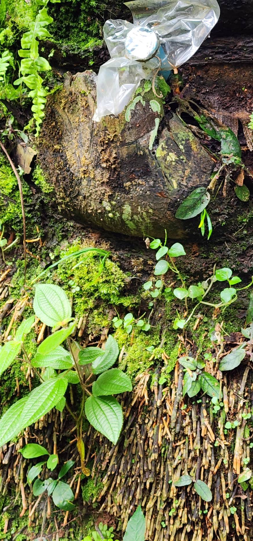 Ganoderma: Oilpalm tree basal stem rot – Kasetnumchok