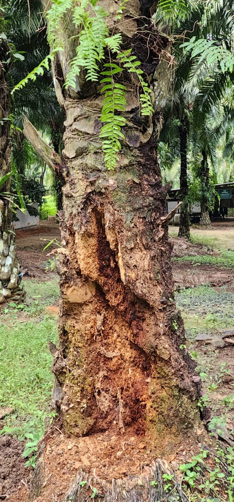 Ganoderma: Oilpalm tree basal stem rot – Kasetnumchok