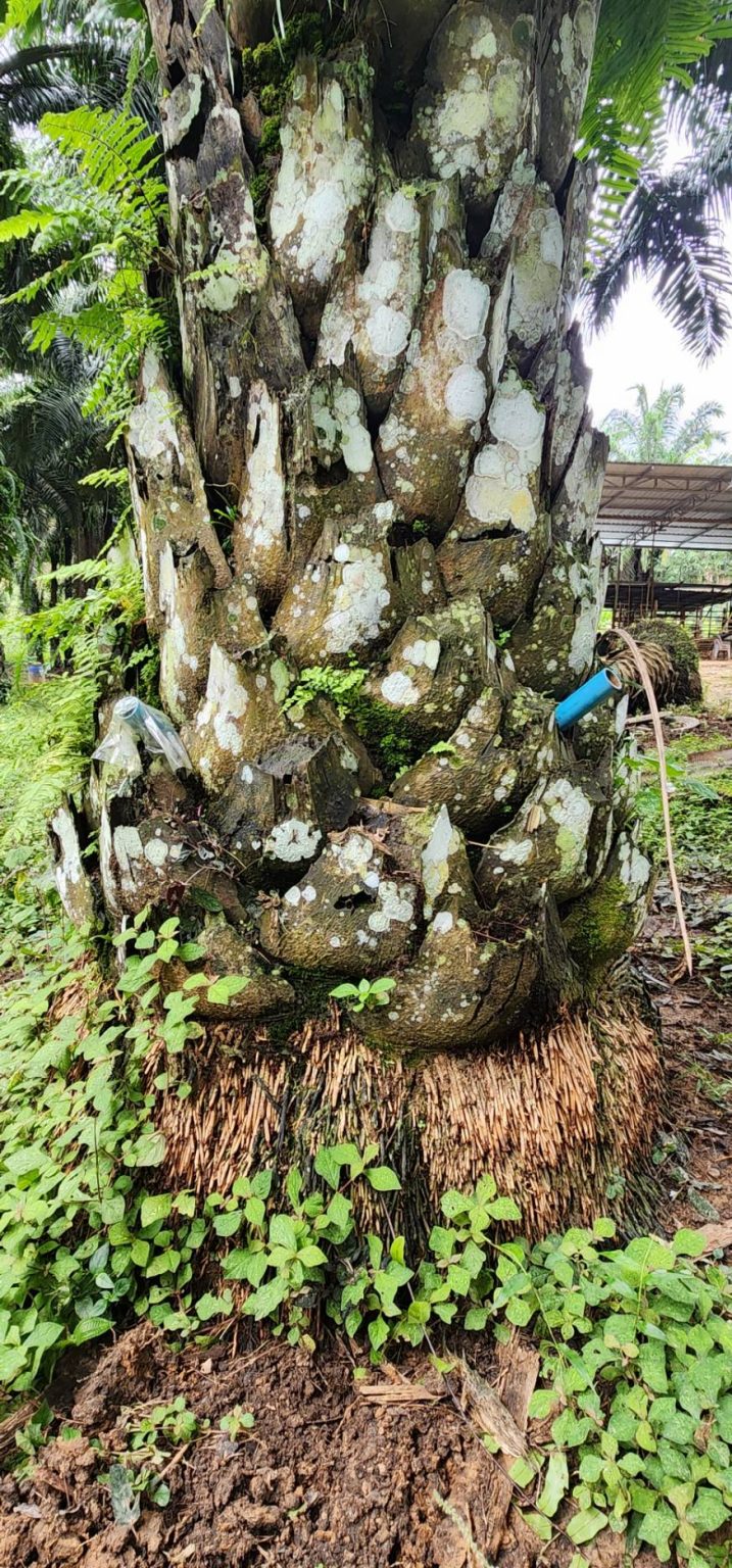 Ganoderma: Oilpalm tree basal stem rot – Kasetnumchok